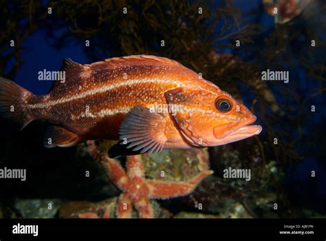 Yelloweye Rockfish Photo Stiff Fines Forfeiture For Overharvesting