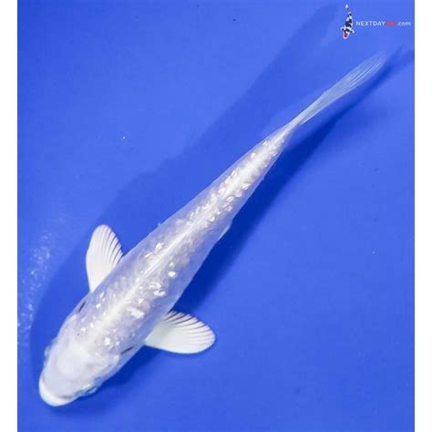 4” Imported Gin Rin Armor Scaled Platinum Ogon Next Day Koi