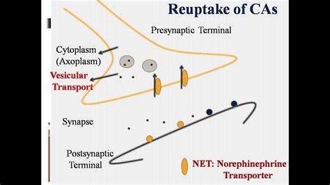 Catecholamines Synthesis Metabolism Adrenergic Neurotransmission Youtube