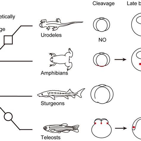 Pdf The Origin And Migration Of Primordial Germ Cells In Sturgeons