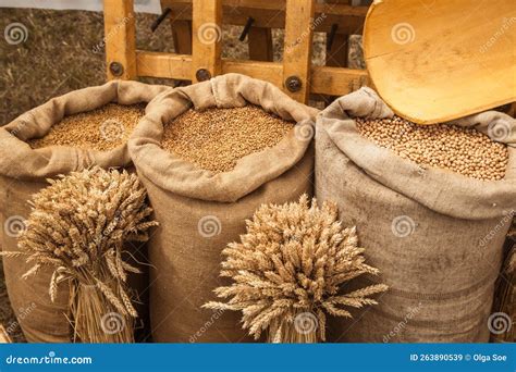 Various Grains In Bulk Sacks Farm Produce Stock Image Image Of