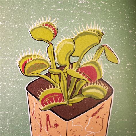 Venus Plant Diagram