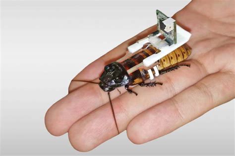 Swarms Of Cyborg Cockroaches Could Be Manufactured By Robots Sciencex Innovations