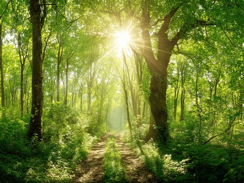 Sunny Forest Mural Wallpaper Mural Wallpaper