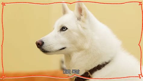 더쿠 홍종현보다 잘생겼다는 홍종현 강아지