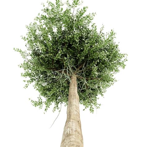 Agar Wood Tree 3d 모델 다운로드 나무 On