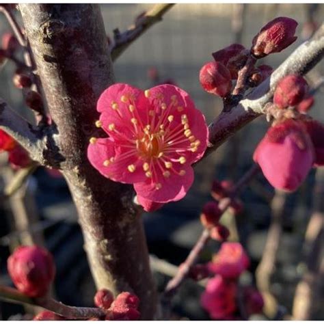 花梅 苗木 梅の木 梅の花 大盃：オオサカズキ（花梅） ハナウメ 苗木 苗 日本花卉ガーデンセンターyahoo店 通販