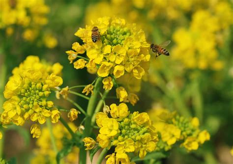 Ban Of Neonicotinoids In Uk Cost Farmers Millions Modern Farmer