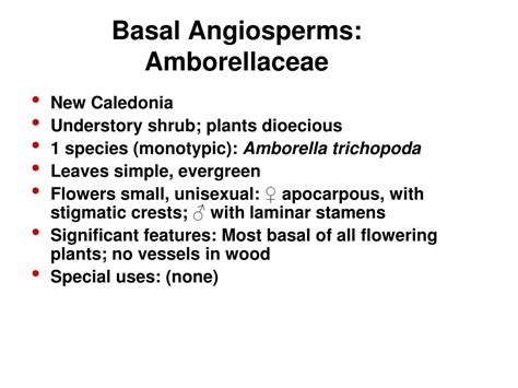Ppt Origins Of Angiosperms Powerpoint Presentation Free Download