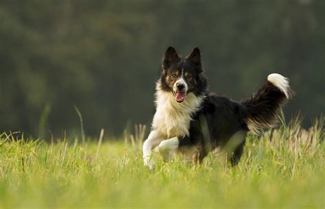 1 000 Free Collie And Border Collie Images Pixabay