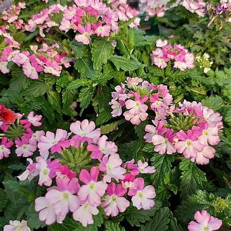 משתלת האירוסים ורבנה צמחים צמחי חוץ רב שנתיים