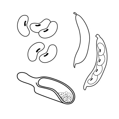 Premium Vector A Set Of Different Beans Outline The World Of Legumes