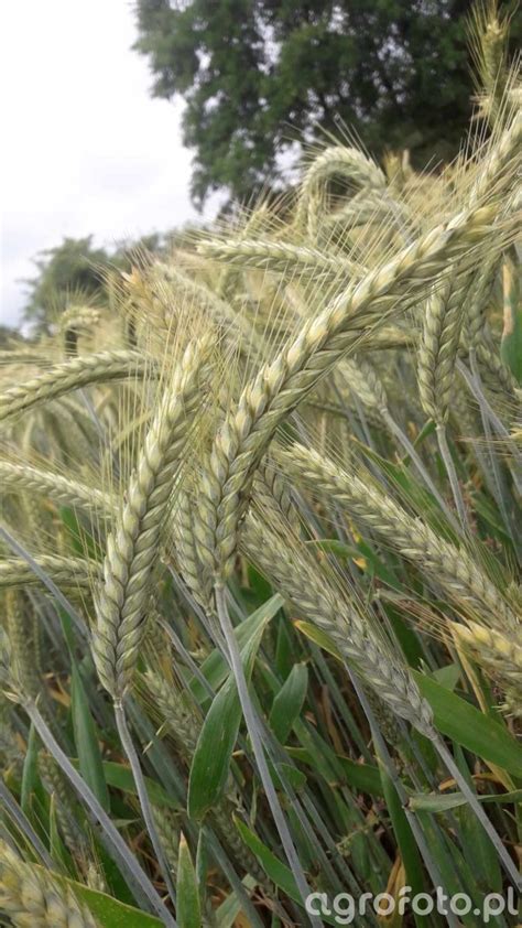 Tadeus Zdjęcie Fotka Foto Numer 836221 Galeria Rolnicza Agrofoto