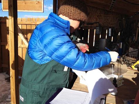 Npip Testing In Colorado Backyard Chickens Learn How To Raise Chickens