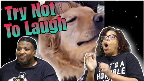 Try Not To Laugh Challenge: Memes That Erase My Braincells - YouTube