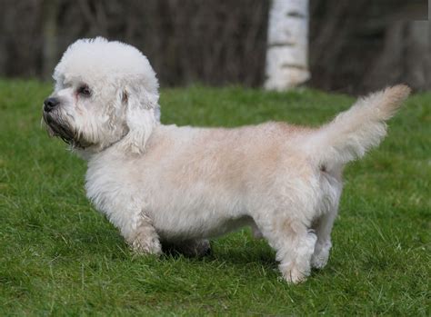Dandie Dinmont Terrier Puppies Rescue Pictures Information
