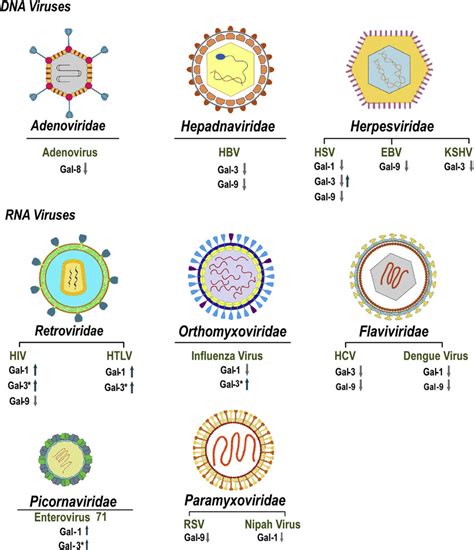 Difference Between Dna And Rna Virus At Leo Salier Blog