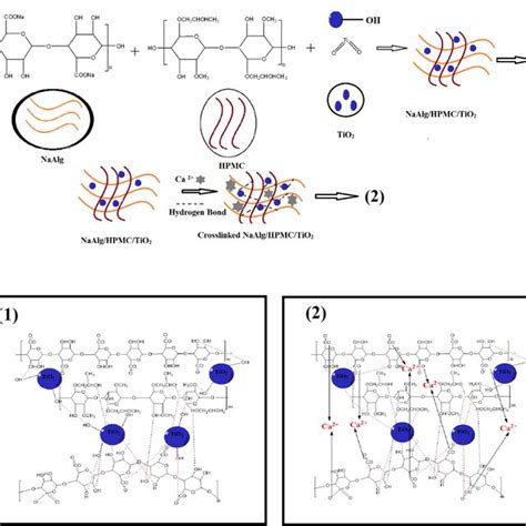 Possible Structure Of The Naalg Hpmc Tio2 Nanocomposite A And B Download Scientific Diagram