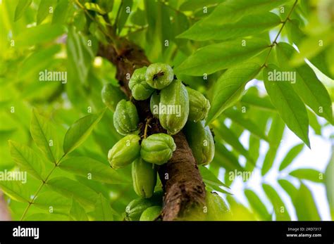 Young Fruits Of Averrhoa Bilimbi Commonly Known As Bilimbi Cucumber