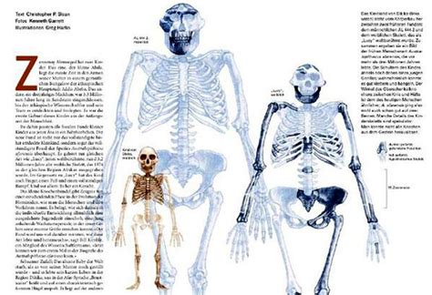 Australopithecus Afarensis Male Female Juvenil Skeleton Reconstructions Human Evolution