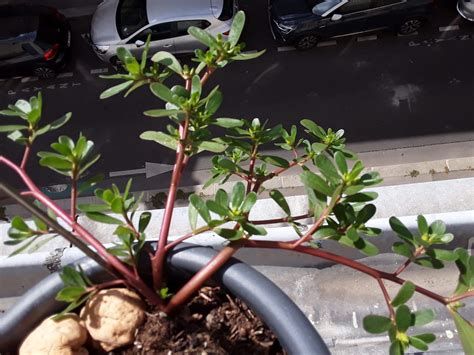 Identifying Grasses As Annuals Or Perennials From A Photo Is It Possible R Plantidentification