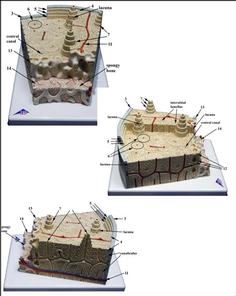 Bone Model Diagram Quizlet
