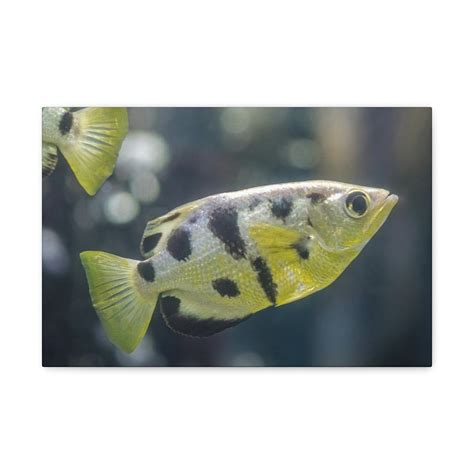 Small Archer Fish Archer Fish In Aquarium Wall Art Ready To Hang
