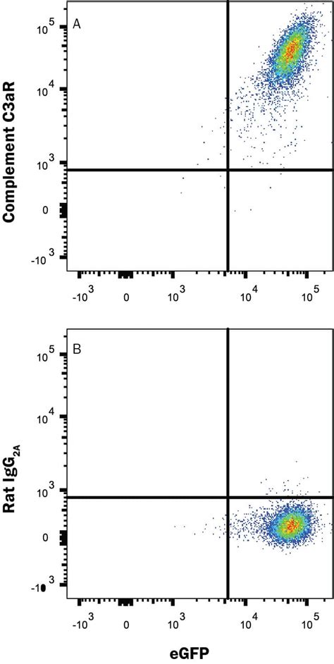 Mouserat Complement Component C3d Antibody Af2655 Bio Techne