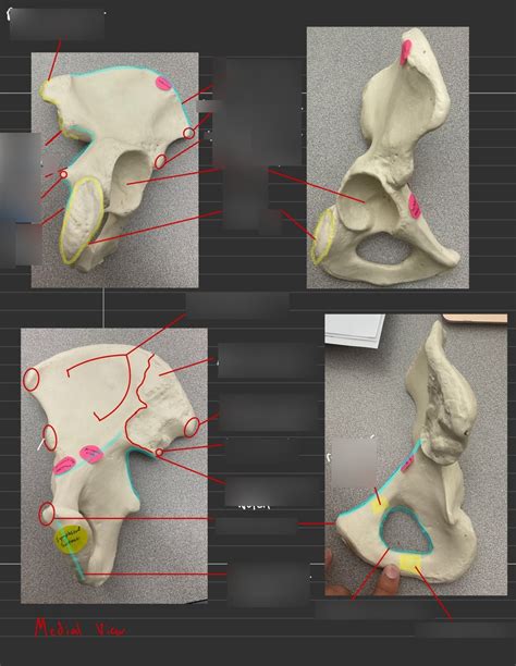 Coxal Bone Diagram Quizlet
