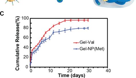 Fighting “zombie Cells” To Heal Aging Skin Johns Hopkins Institute For Nanobiotechnology