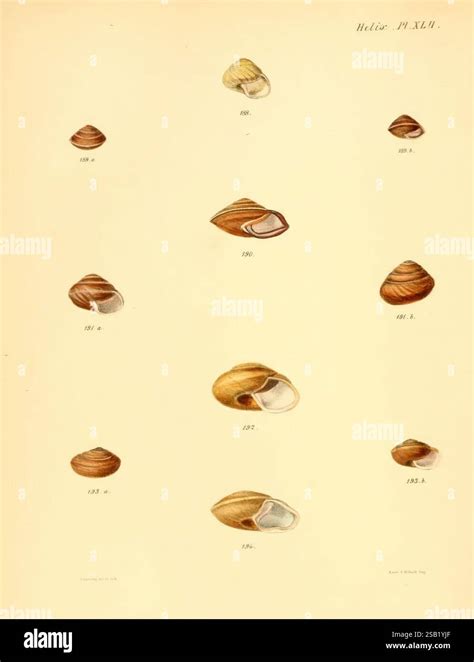 Conchologia Iconica Or Illustrations Of The Shells Of Molluscous