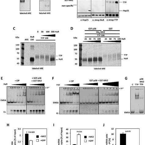Western Blot Analysis Of Protein Distribution In Polysome Profiling And