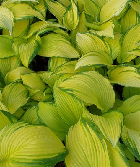 Hostas In The Spring Sienna Hosta