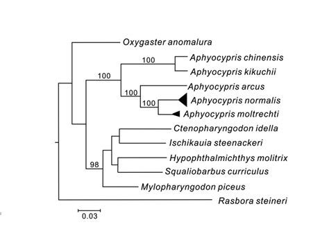 Phylogenetic Analysis Of Aphyocypris Normalis And Its Closely Related