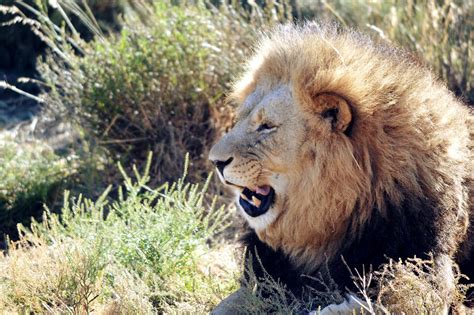 Africa Carnivore Mammal Free Photos On