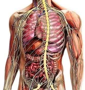 Male Nervous Anatomy System Human Body Anatomy Diagram And Chart Images