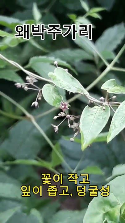 왜박주가리 Youtube