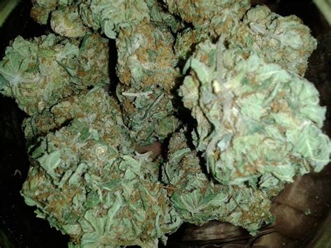 Photos Of Root Beer Kush Weed Strain Buds Leafly