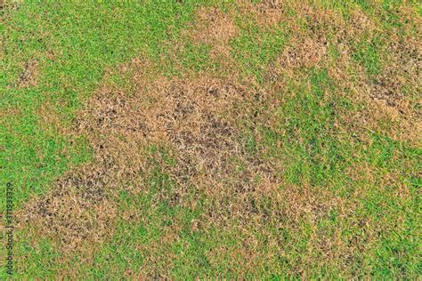 The Texture Of Dead Grass Top View Wallpaper Nature Background Texture