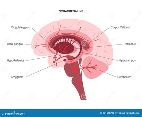 Norepinephrine Hormone Pathway Vector Illustration