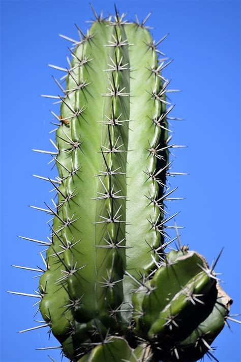 Cactus Plant Nature Free Photo On Pixabay