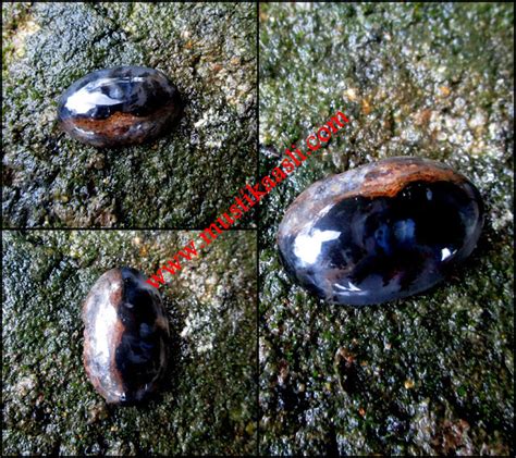 Mustika Seex Dayak Mustika Asli