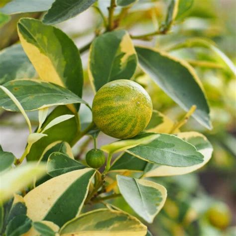 Huge Savings 70 Off Select Pink Variegated Eureka Lemon Tree Shop Now
