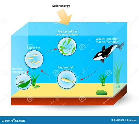 Marine Food Chain Vector Illustration Of Food Chain In Ocean