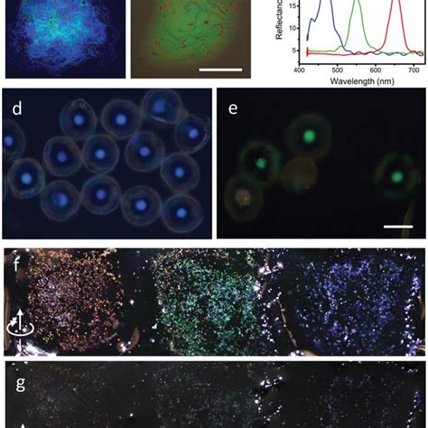 Ab Left‐handed Circular Polarization Microscopy Reflection Images