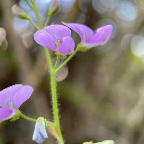 Desmodium Uncinatum Silver Leaf Desmodium Velcro Weed Naturemapr Australia