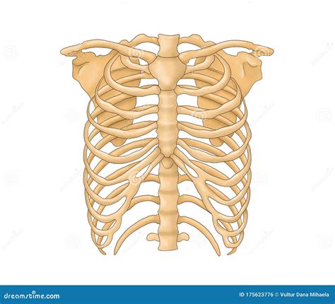 Thoracic Bones Stock Illustration Illustration Of Thorax 175623776