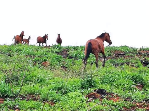 Kaapsehoop Perd Merrie In Strik 1 Radio Laeveld