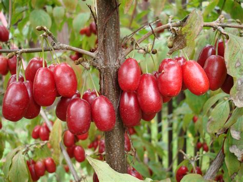 Cornelian Cherry Varieties For Your Garden