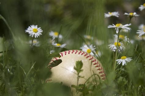 Baseball And Daisies 1 Flickr Photo Sharing Garden Lovers Daisy Christmas Ornaments